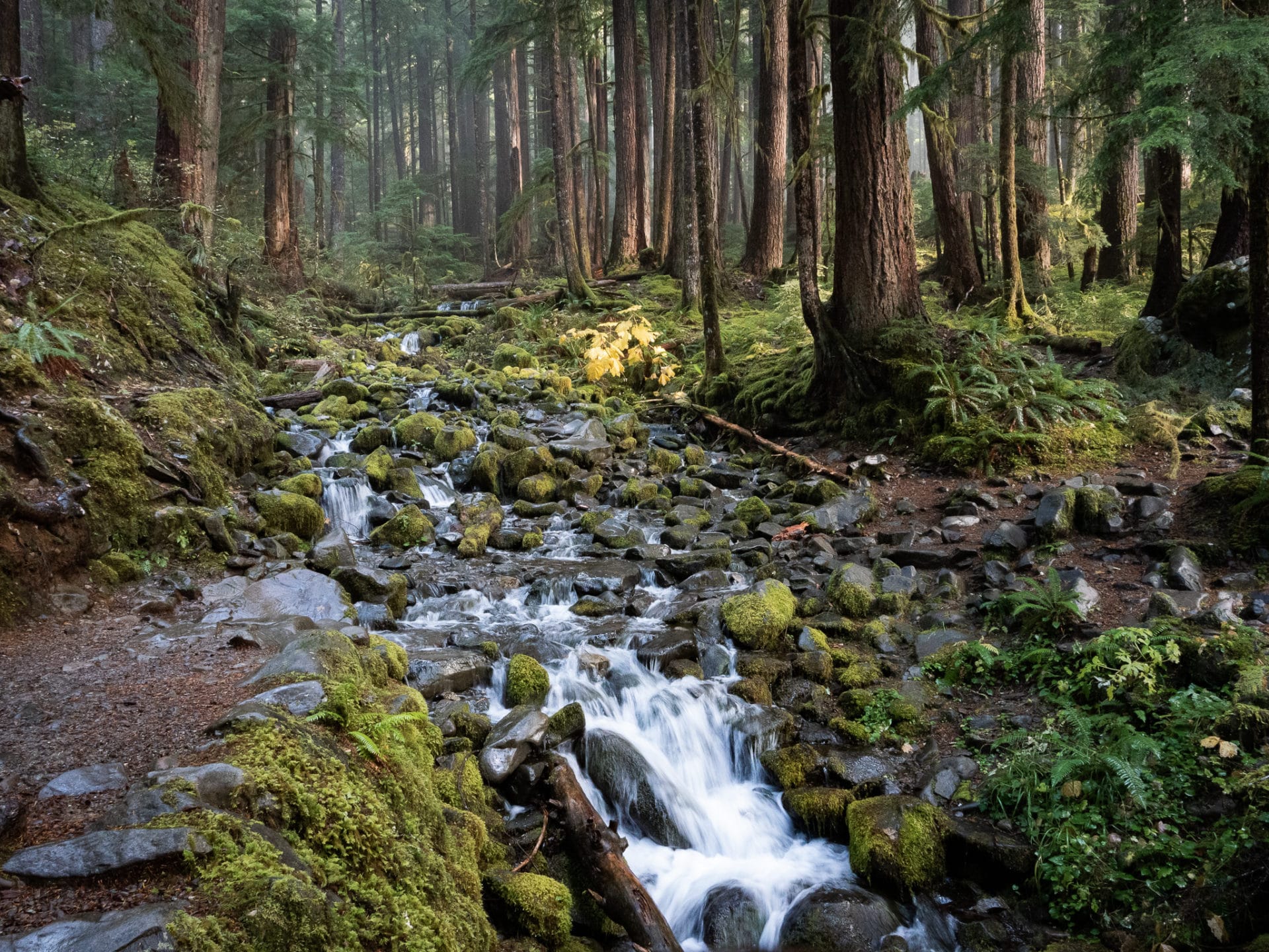 Sol Duc Falls Nature Trail - Olympic National Park - Blog - Trailchew